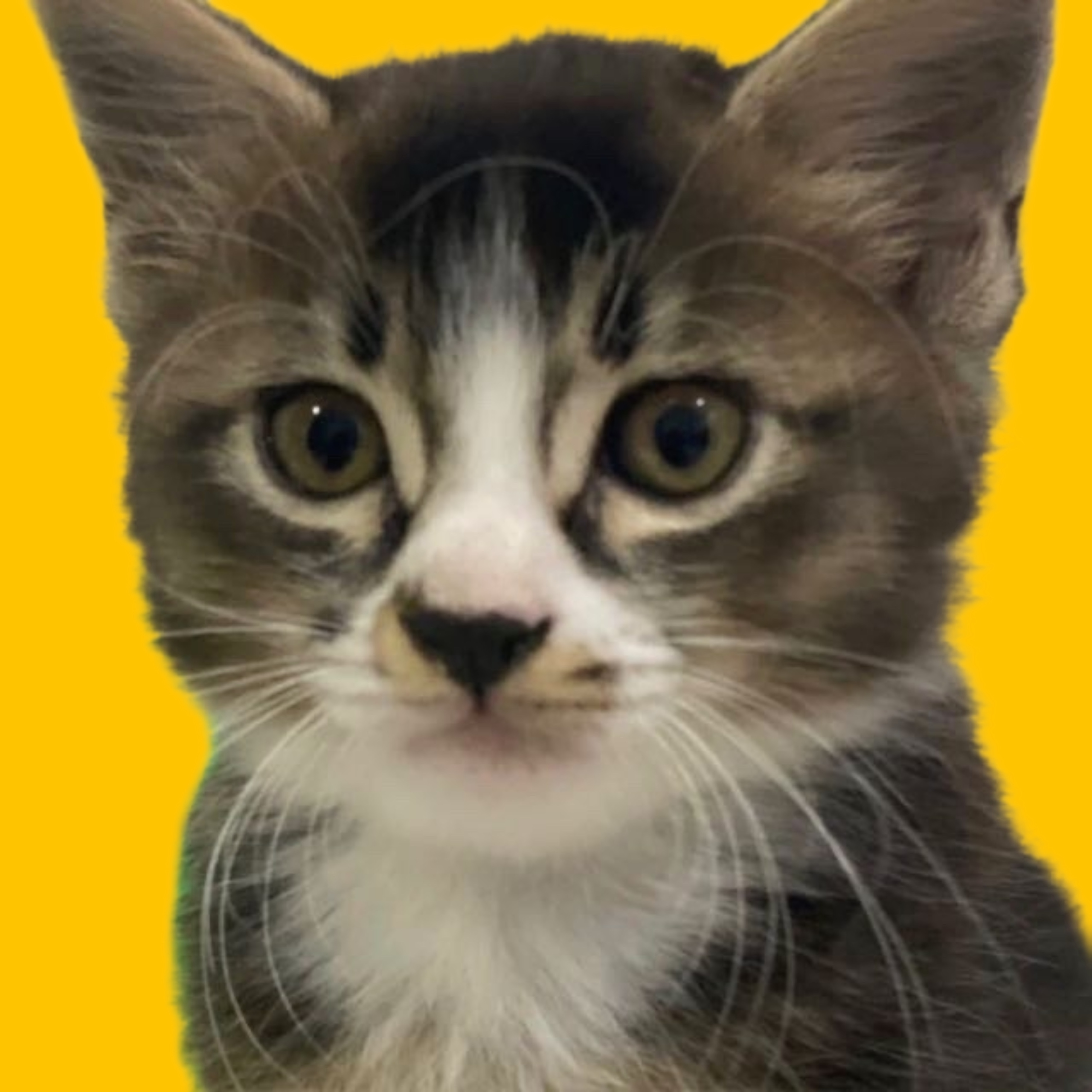 Boo The Cat Coin fairlaunch - How to buy Boo The Cat Coin