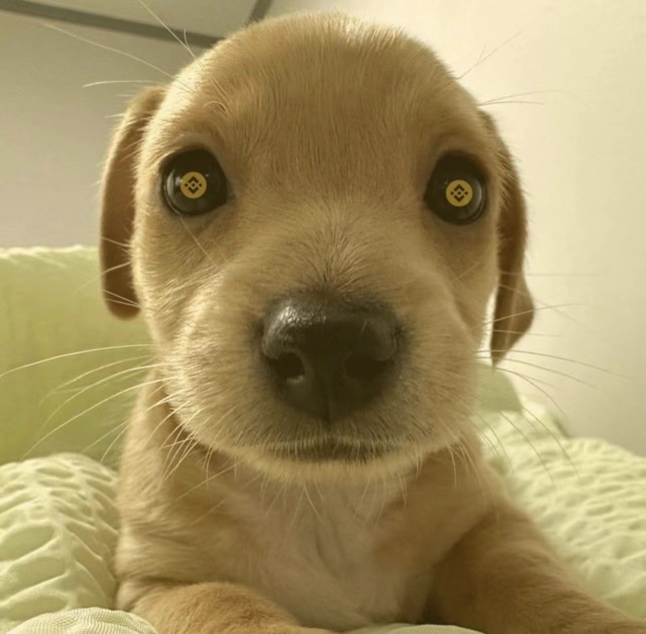 BILLY fairlaunch - How to buy BILLY